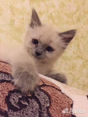 Белый котик