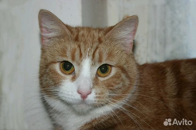 Злата кошка