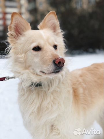 Манни ищет семью