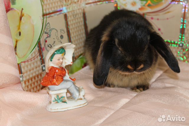 Вислоухий кролик-мальчик