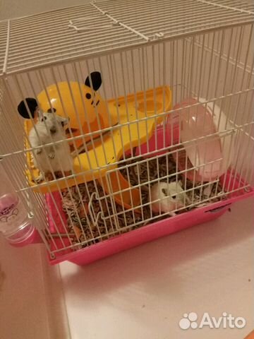 Мышь песчанка две с клеткой и кормом