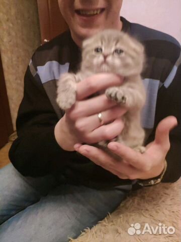 Котенок мальчик