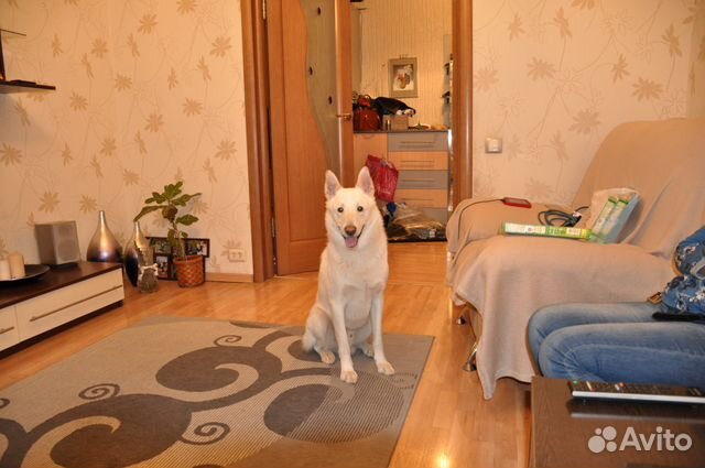 Отдать опытному лаечнику