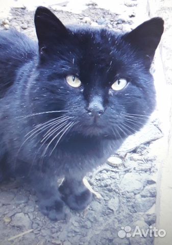 Чёрный котик-похож на британца давно потерялся