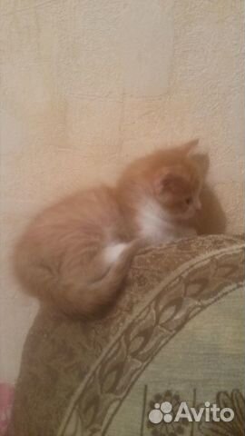 Пушистые солнечные друзья