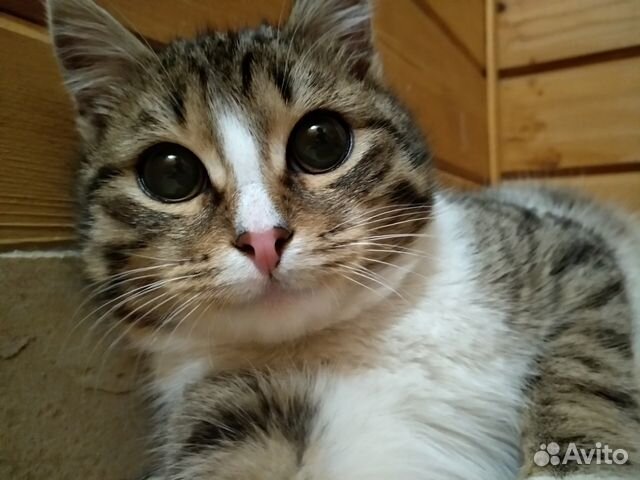 Котик - сладкий животик: очень ищет дом