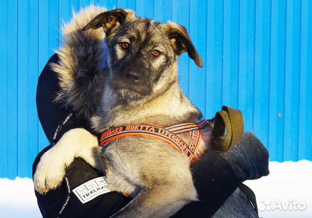 Чудо-щенок с шерстью, которая не будет линять