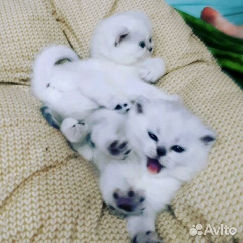 Британские котята