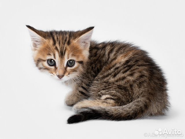 Сибирский бенгал, 2 мес