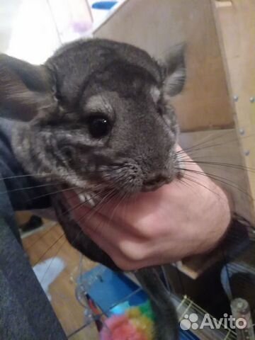Шиншилла Шуша с клеткой