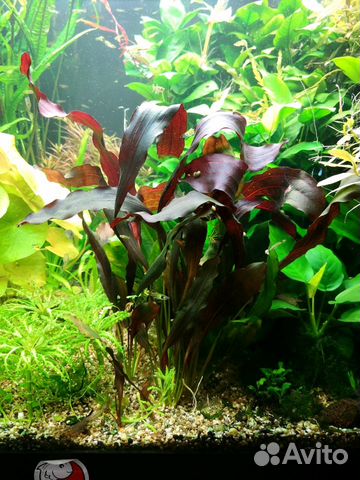 Эхинодорус Филиппова "Мичуринец" куст 30см