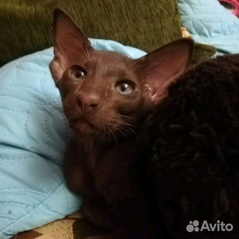 Ориентальная