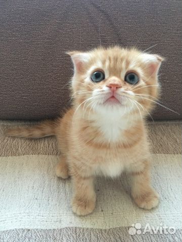 Котик вислоухий шотландец родился 1 декабря. Приуч