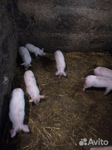 Продам поросят
