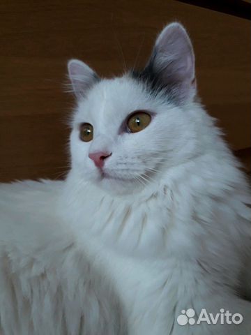 Чудесные пуховые котята ждут самых лучших хозяев