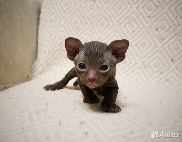 Донской сфинкс