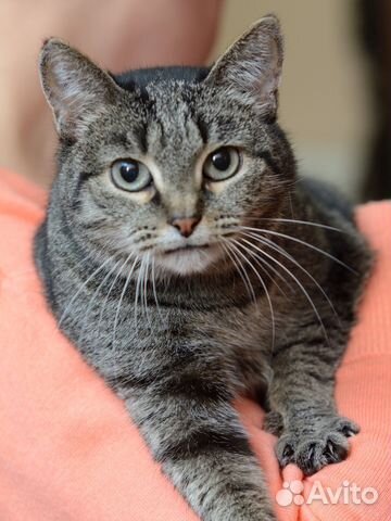 Кошечка ищет дом