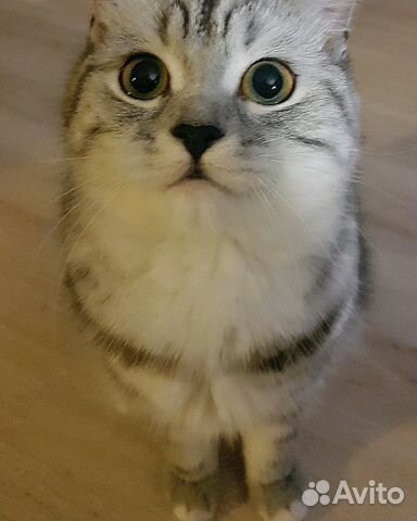 Ищем кота. Шотландская кошечка с прямыми ушками