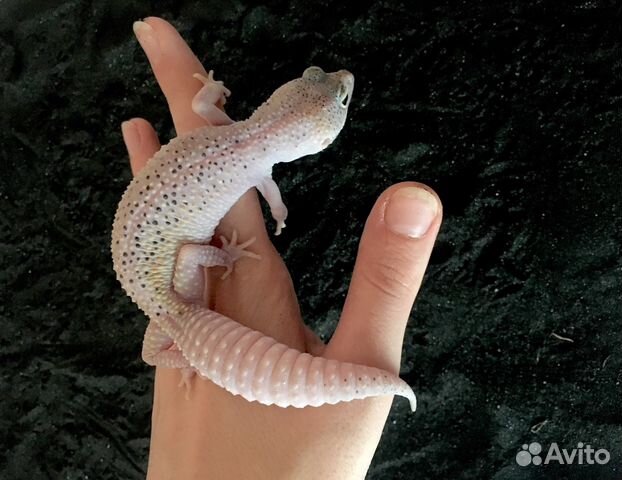 Эублефар бх