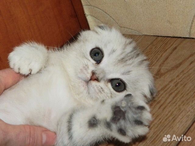 Шотландская банда