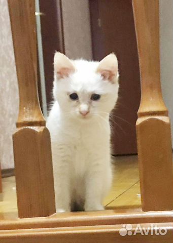 Котенок, белый, зеленоглазый, мальчик. 3 мес