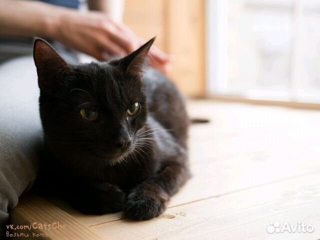 Чунга-Чанга в добрые руки