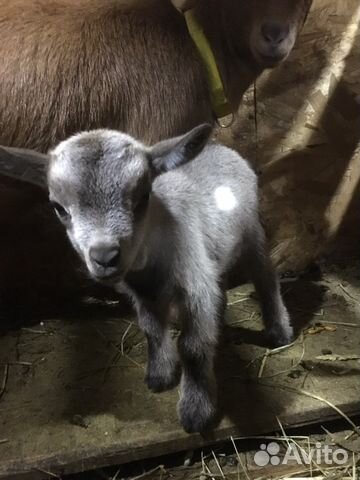 Камерунский козлик