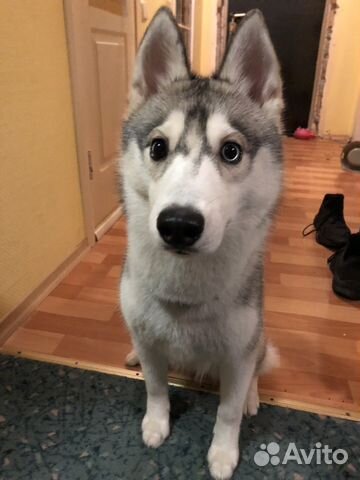 Сибирский хаски