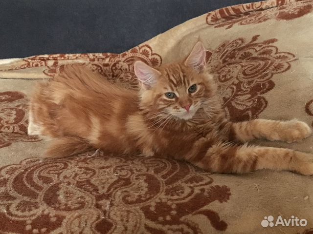Котенок
