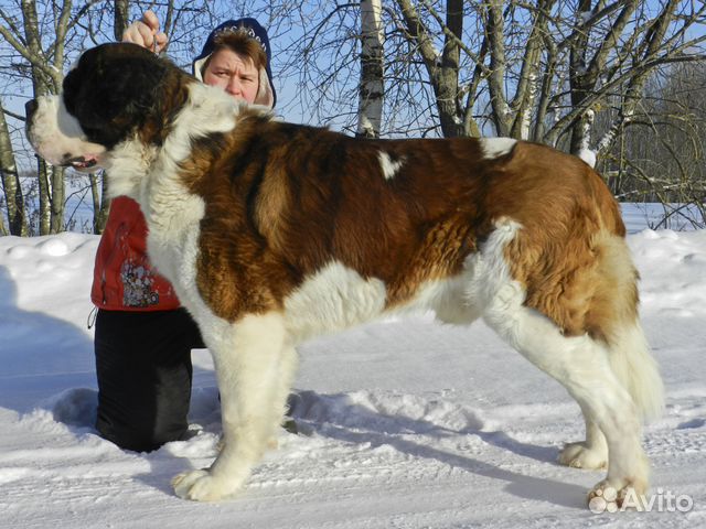 Кобель Сенбернара для Вязок