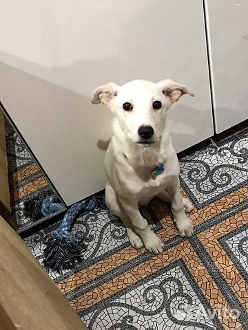 Белый щенок в дар (девочка)