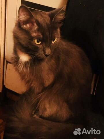 Кошечка Нюшечка