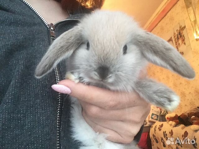 Крошка на ладошке карликовый кролик