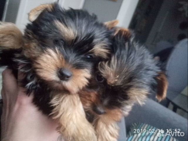 Йорики девочки