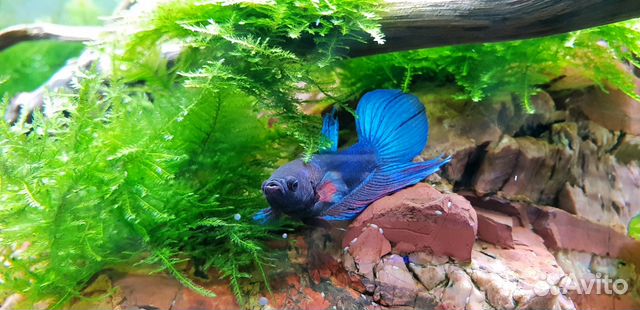 Рыбки петушки (betta)