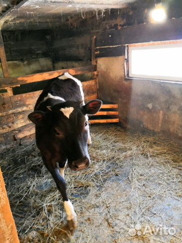 Продаётся телка