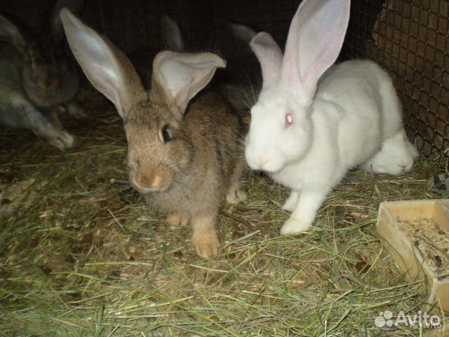 Кролики от 1 месяца