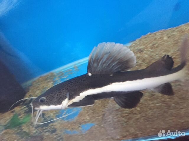 Сом краснохвостый, 2 астранотуса