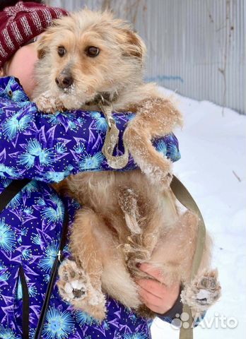 Собака, фенотип Эрдельтерьера