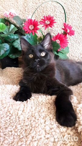 Мейн-куночка