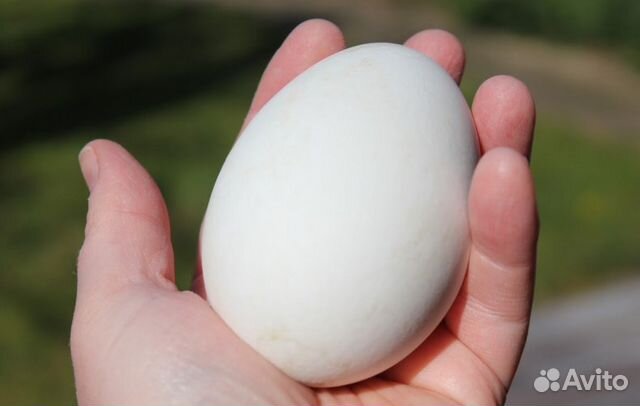 Яйцо гусиное