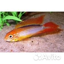 Апистограмма Агассица "фаер ред"