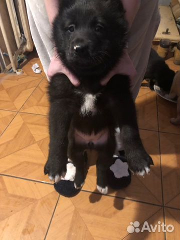 Алабайчата-Кавказята