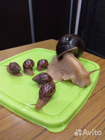 Подарю улиток ахатин