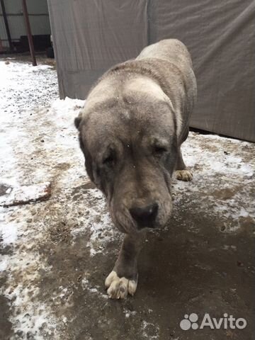 Щенок азиат-лобрадор