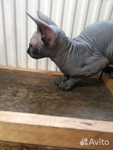 Канадский сфинкс