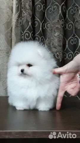 Бело Кремовые Мини Шпицы