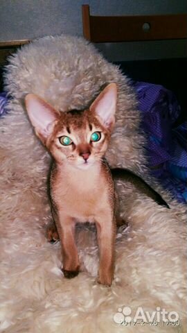 Абиссинские котята