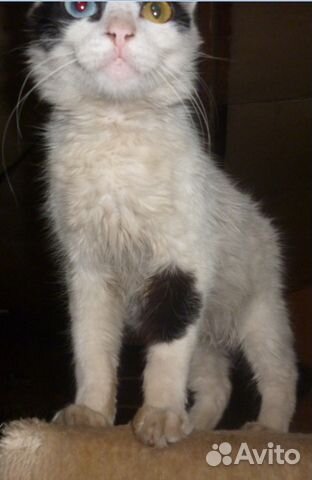 Разноглазый котик, не кастрирован