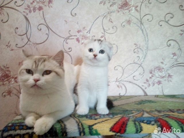 Котята продам